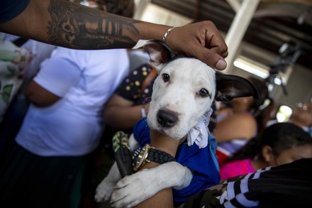 Dog Dressed During Celebration Honor Saint Editorial Stock Photo ...