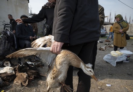Iranian Vendor Holds Goose While Standing Editorial Stock Photo - Stock ...