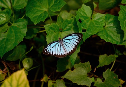Common Wanderer Malayan Wanderer Pareronia Valeria Editorial Stock ...