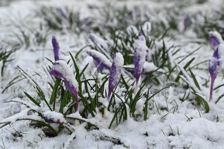 Snowcovered Crocuses After Snowfall Szczecin Northwest Editorial Stock ...