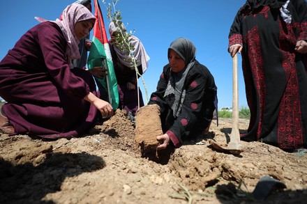 __COUNT__ Palestinians plant an olive tree near the border with Israel ...