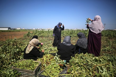 Palestinian Farmers Harvest Broad Beans Their Editorial Stock Photo ...