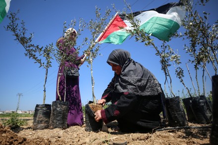 Palestinian Plants Olive Tree During Event Editorial Stock Photo ...