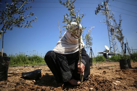 Palestinian Plants Olive Tree During Event Editorial Stock Photo ...