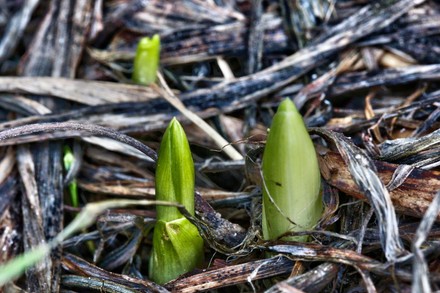 Sprouts Lily Plant Begin Emerge Ground Editorial Stock Photo - Stock ...