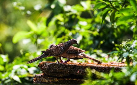 Spotted Dove Spilopelia Chinensis Small Somewhat Editorial Stock Photo ...