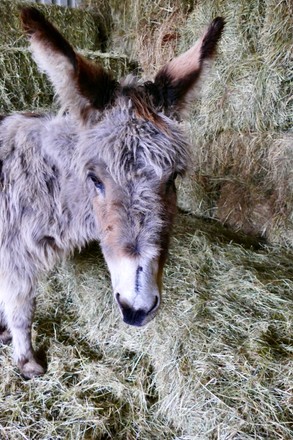 Donkeys Wet Weather Island Farm Sanctuary Editorial Stock Photo - Stock ...