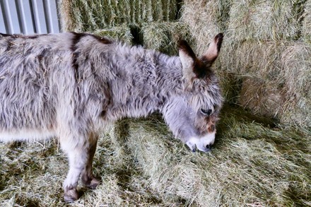 Donkeys Wet Weather Island Farm Sanctuary Editorial Stock Photo - Stock ...
