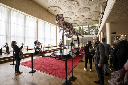 Skeleton Tyrannosaurus Rex Named Trinity Displayed Editorial Stock ...