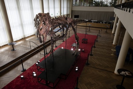 Skeleton Tyrannosaurus Rex Named Trinity Displayed Editorial Stock ...