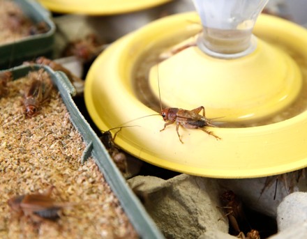 Insects Aleksandar Gavrilovics Insects Farm Insektarij Editorial Stock ...