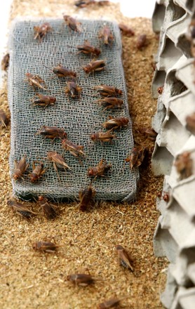 Flour Made Insects Aleksandar Gavrilovics Insects Editorial Stock Photo ...