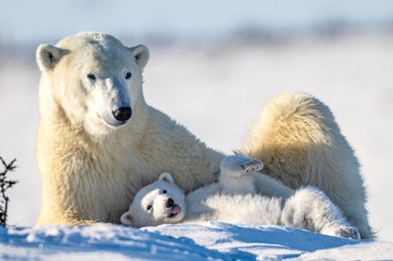 Cheeky Polar Bear Sticks Out Tongue Editorial Stock Photo Stock Image
