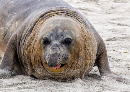 Group Elephant Seals Appear Be Laughing Editorial Stock Photo - Stock ...