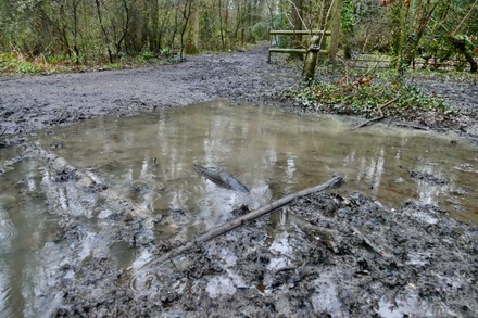 Foot Paths Become Waterlogged Muddy Quagmires Editorial Stock Photo ...