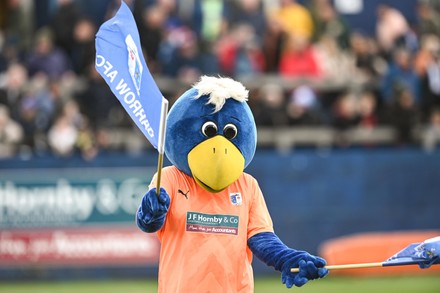 Barrow Afc Mascot Editorial Stock Photo - Stock Image | Shutterstock