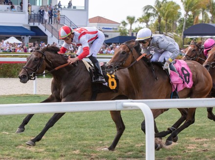 __COUNT__ Horse Racing Florida Derby Day, Hallandale Beach, USA - 01 ...