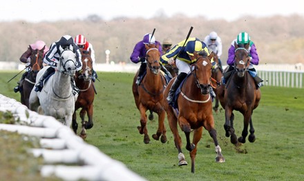 Bucephalus Rose Dawes Wins Injured Jockeys Editorial Stock Photo ...