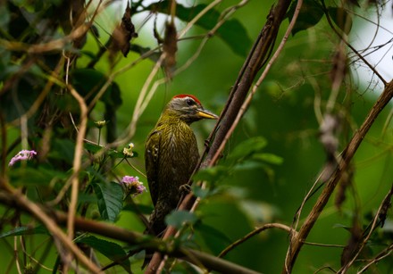 Streakthroated Woodpecker Picus Xanthopygaeus Species Woodpecker ...