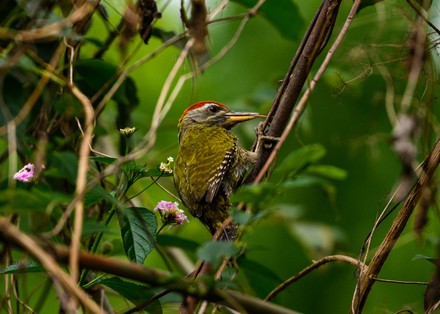 Streakthroated Woodpecker Picus Xanthopygaeus Species Woodpecker - Foto ...