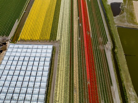 Bulb Fields Bloom During Beautiful Spring Editorial Stock Photo - Stock ...