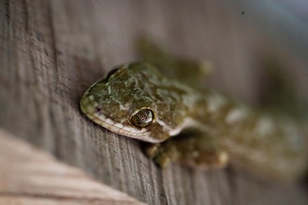 Scorpion Tityus Pachyurus Chuchanti Reserve Darien Editorial Stock ...