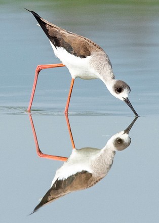 This Blackwinged Stilt Creates Fascinating Shapes Editorial Stock Photo ...
