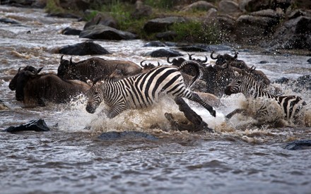 Zebra Stamps On Lurking Crocodile Crosses Editorial Stock Photo - Stock ...