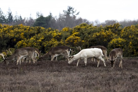 Rare White Deer Stands Out Among Editorial Stock Photo - Stock Image ...