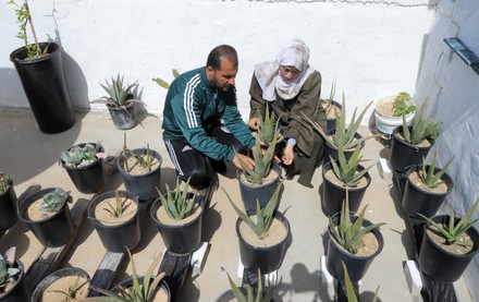 Palestinian Man Salama Badwan 40 His Editorial Stock Photo - Stock ...