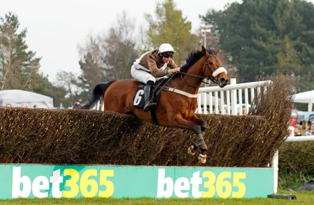 Betty Baloo William Easterby Wins Premier Editorial Stock Photo - Stock ...
