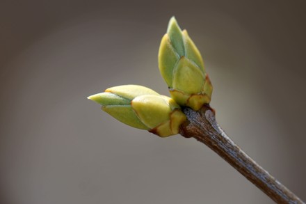 Buds On Branches Tree During Spring Editorial Stock Photo - Stock Image ...