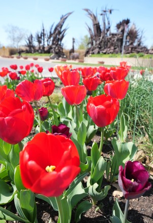 Red Tulips Full Bloom Temperatures Reach Editorial Stock Photo - Stock ...