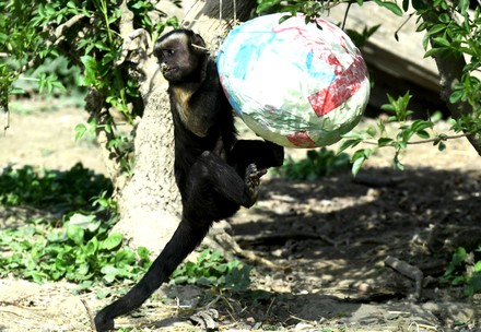 Brown Capuchin Monkey Plays Mock Easter Editorial Stock Photo - Stock ...