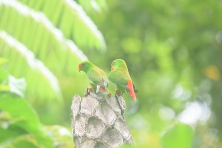 Hanging Parrots Birds Genus Loriculus Group Editorial Stock Photo ...