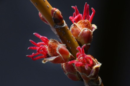 Budding Branches On Maple Tree During Editorial Stock Photo - Stock ...
