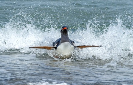 Penguins Appear Surf Be Surfing They Editorial Stock Photo - Stock ...