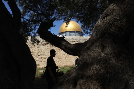 Man Walks Past Tree Outside Alaqsa Editorial Stock Photo - Stock Image ...
