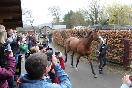 Grand National Winner Homecoming Corach Rambler Editorial Stock Photo ...