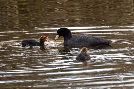 Cute Baby Coots On Grand Union Editorial Stock Photo - Stock Image ...