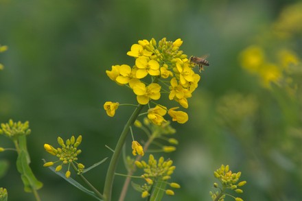 General View Rapeseed Field Bee Collects Editorial Stock Photo - Stock ...