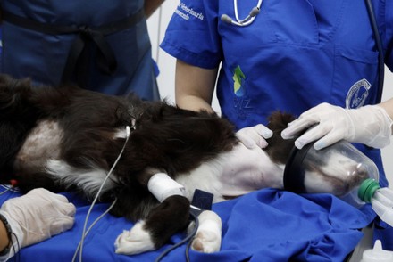 Human Health Veterinary Medicine Professionals Perform Editorial Stock Photo - Stock Image ...