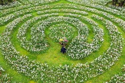 Horticulturist Rose Philpot Tends Labyrinth Daffodils Editorial Stock ...