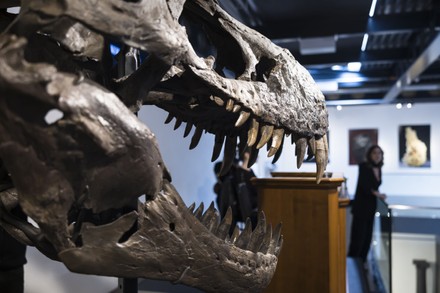 Head Skeleton Tyrannosaurus Rex Named Trinity Editorial Stock Photo ...