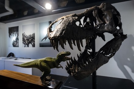 750 Dinosaur skeleton Stock Pictures, Editorial Images and Stock Photos ...
