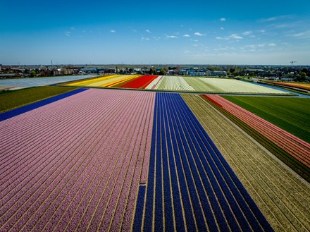 Flower Bulb Fields Bloom During Beautiful Editorial Stock Photo - Stock ...