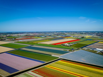 Flower Bulb Fields Bloom During Beautiful Editorial Stock Photo - Stock ...