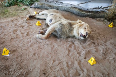 Fake Poached Lion Named Daniel Seen Editorial Stock Photo - Stock Image ...