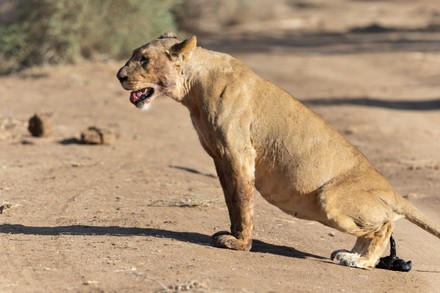 Lion Panthera Leo Shitting Samburu National Editorial Stock Photo ...