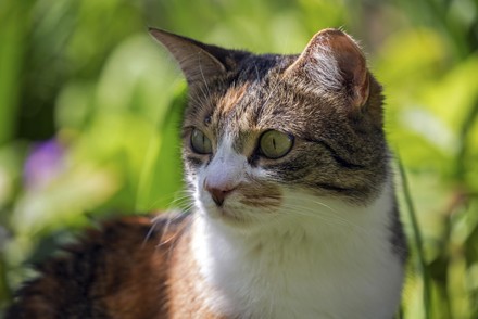 Catan Shorthair Domestic Cat Felis Catus Editorial Stock Photo - Stock ...